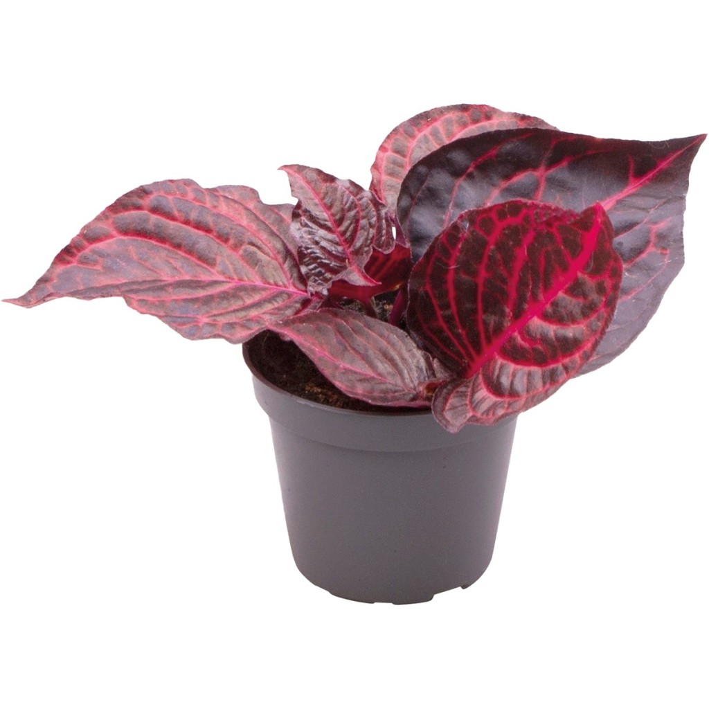 Iresine Herbstii Bloodleaf Terrarium / Vivarium Pflanze - PT205150