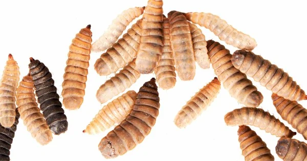 Box of Black Soldier Fly Worms (calciworms) 50ml - BSF50ml