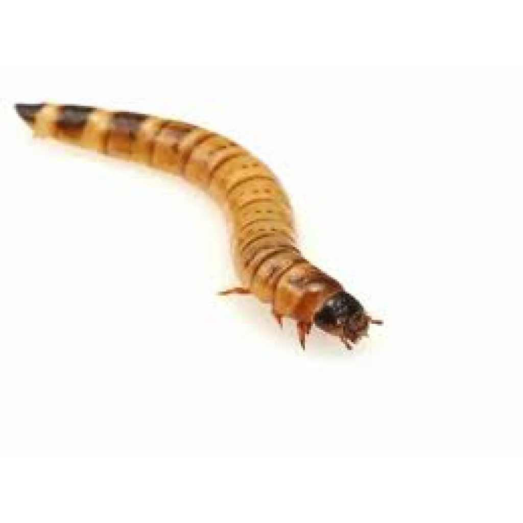 Morio Worms Fruit Beetle Pachnoda Grubs - 25-35Mm - Approx 10 Meal ...