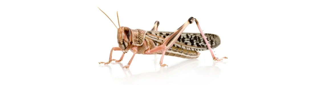 Sprinkhanen