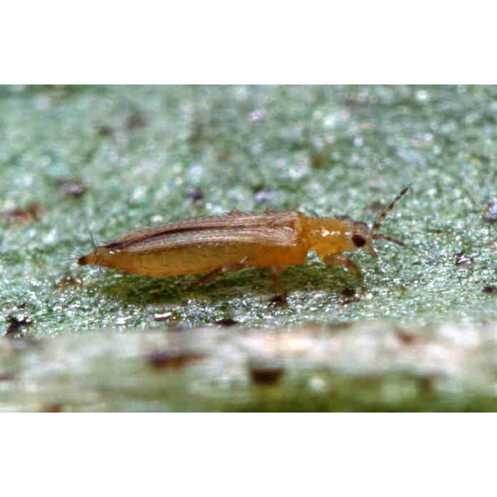 Thrips heist mites 25,000 sts. - 805005