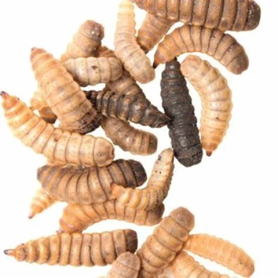 Box of Black Soldier Fly Worms (calciworms) 1kg - RF610610